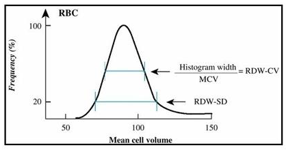Clinical Relevance of Red Cell Distribution Width and Reticulocytes ...